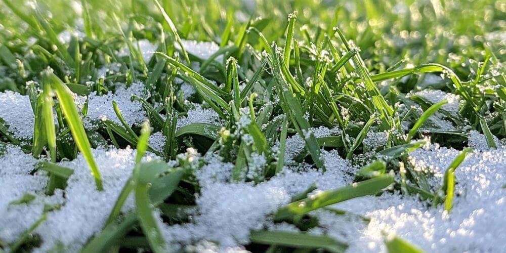 Winter Lawn Care Tips: How to Keep Your Lawn Healthy This Winter
